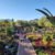 Discovering Arizona’s Most Popular Flowers
