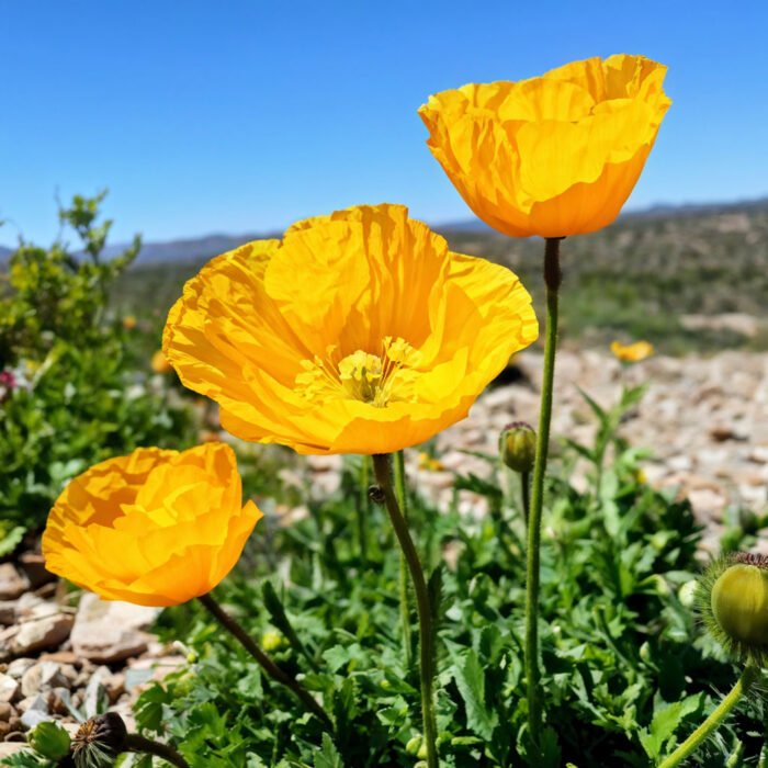 Discovering Arizona’s Most Popular Flowers