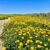 Discovering Arizona’s Most Popular Flowers
