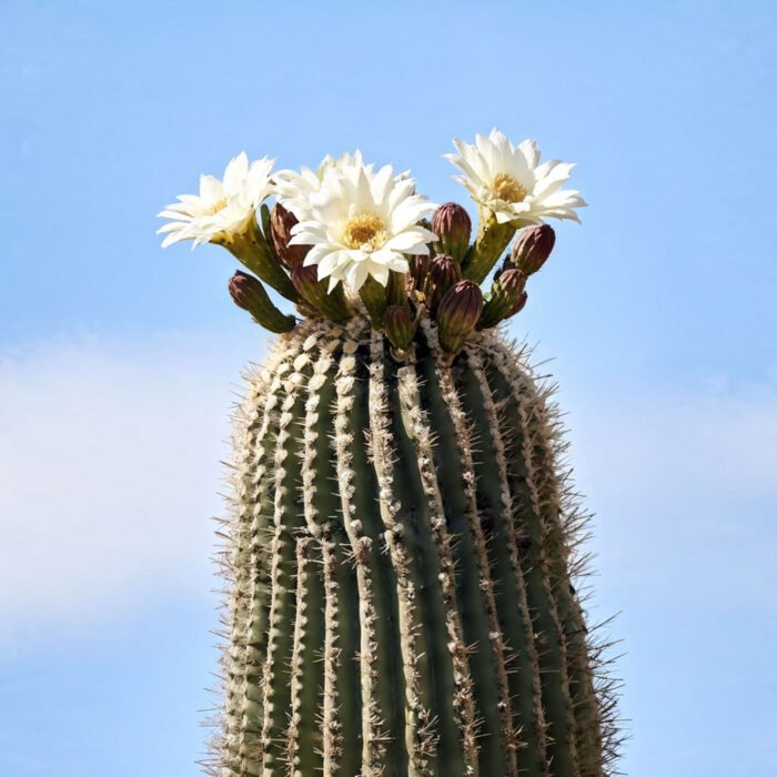 Discovering Arizona’s Most Popular Flowers
